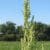 Fat Hen (Chenopodium Album) Identification
