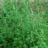 Fat Hen (Chenopodium Album) Identification