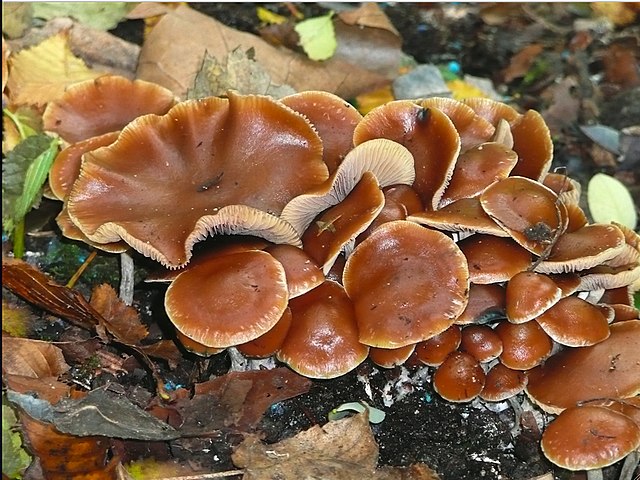 Wavy Caps / Blueleg Brownies (Psilocybe Cyanescens) Identification