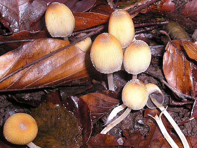 Glistening Inkcap (Coprinellus Micaceus) Identification
