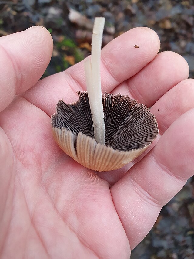 Glistening Inkcap (Coprinellus Micaceus) Identification