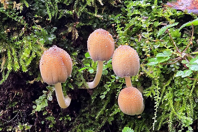 Glistening Inkcap (Coprinellus Micaceus) Identification
