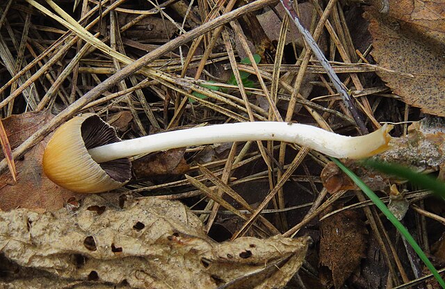 Glistening Inkcap (Coprinellus Micaceus) Identification