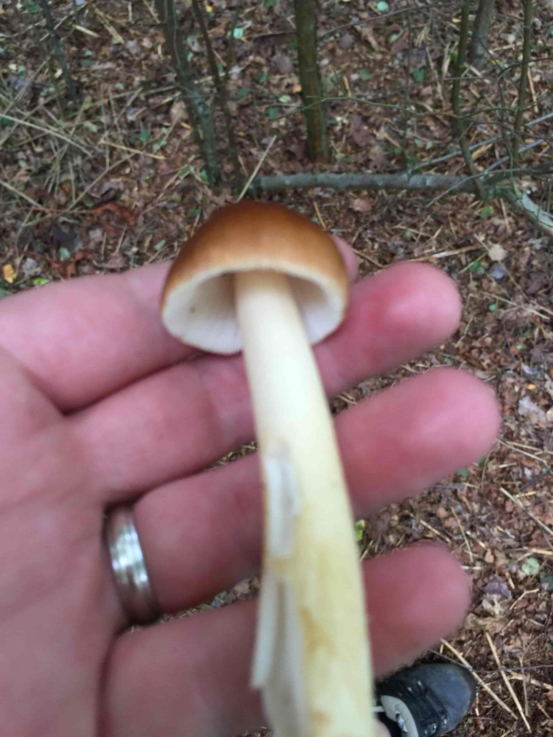 Grisette (Amanita Vaginata) Identification