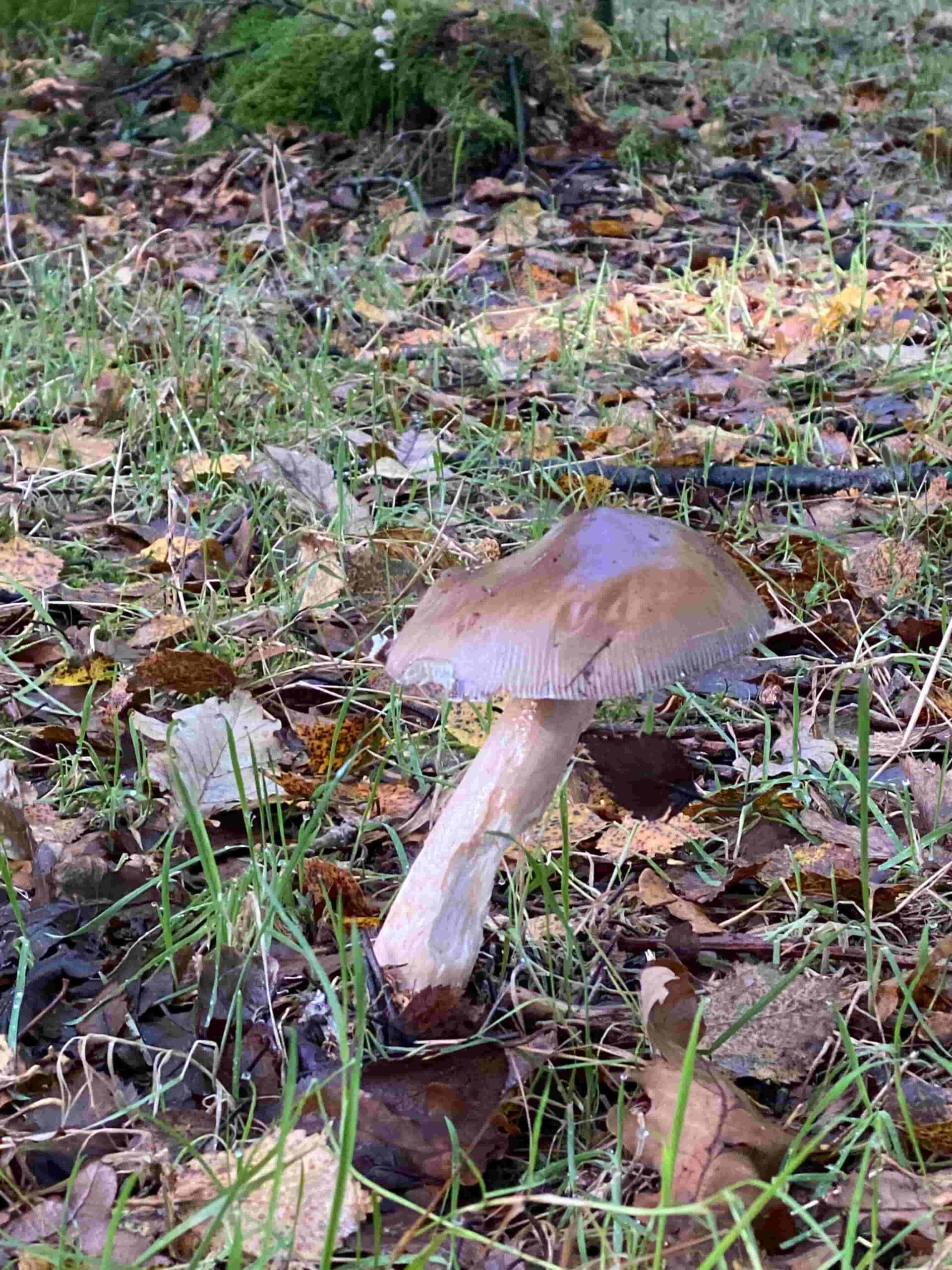 Grisette (Amanita Vaginata) Identification