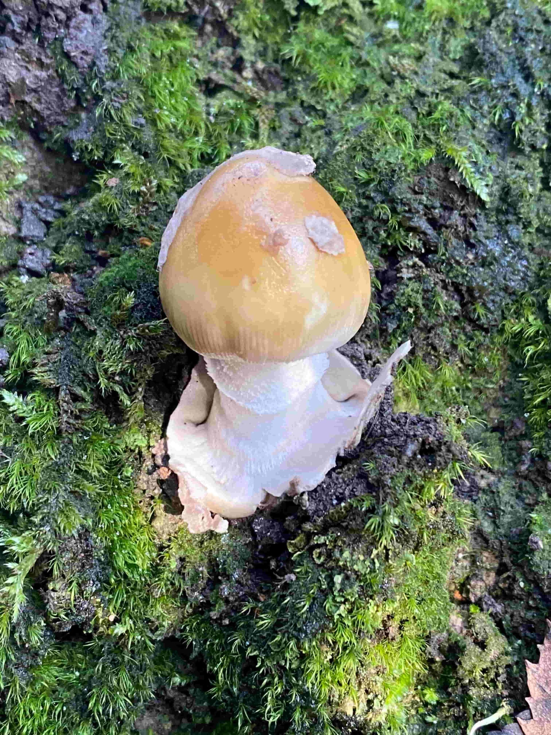 Grisette (Amanita Vaginata) Identification
