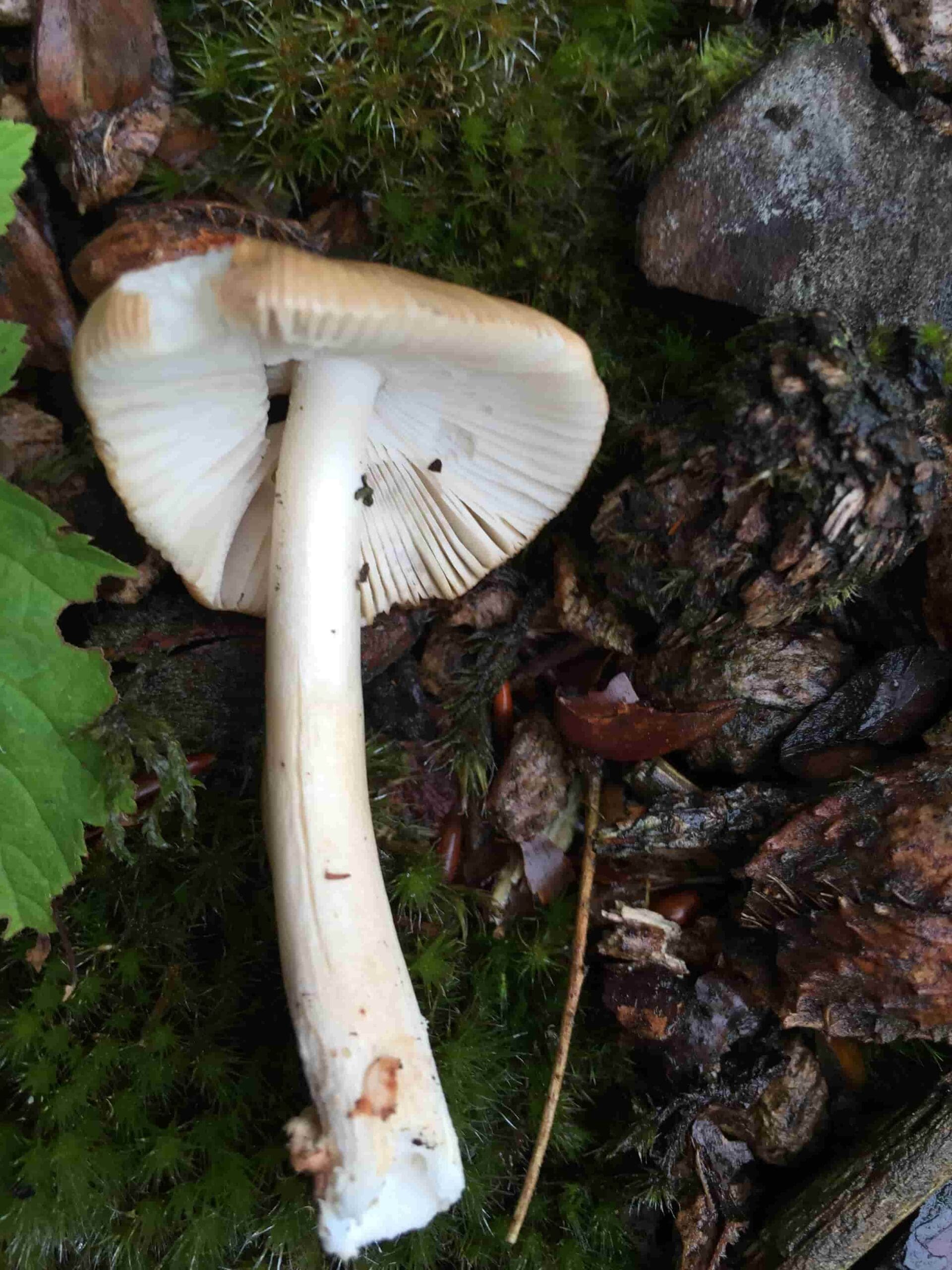 Grisette (Amanita Vaginata) Identification