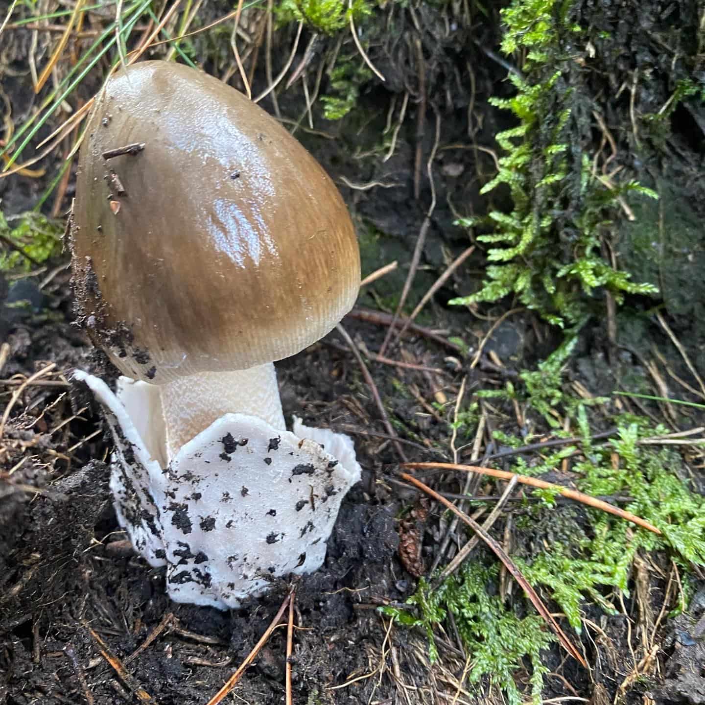 Grisette (Amanita Vaginata) Identification