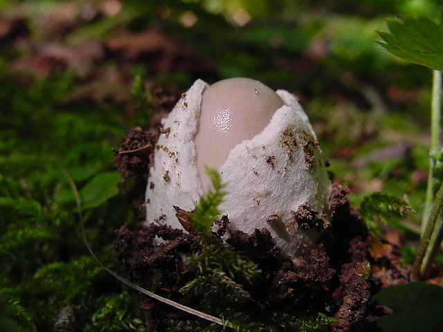 Grisette (Amanita Vaginata) Identification