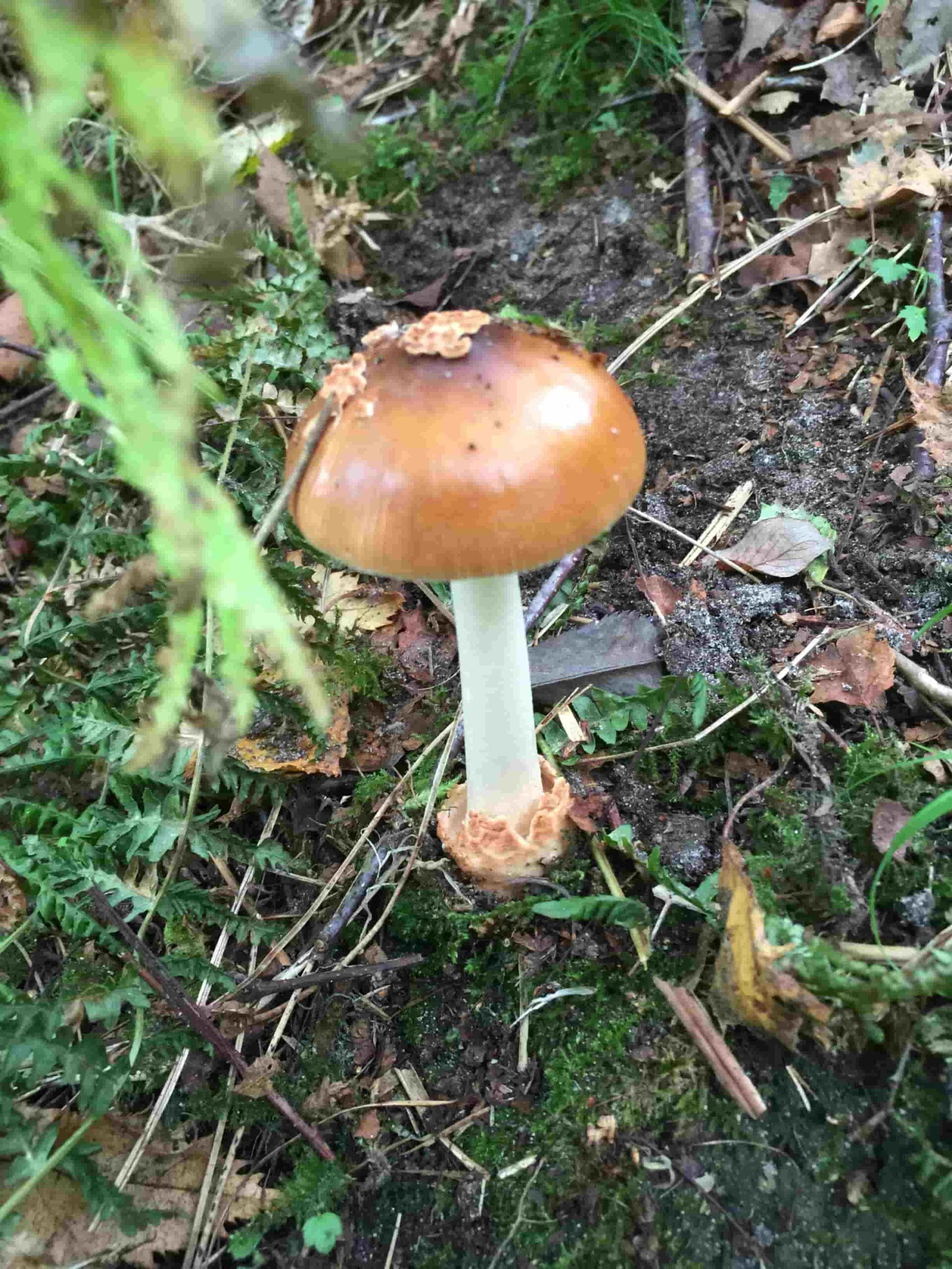 Grisette (Amanita Vaginata) Identification
