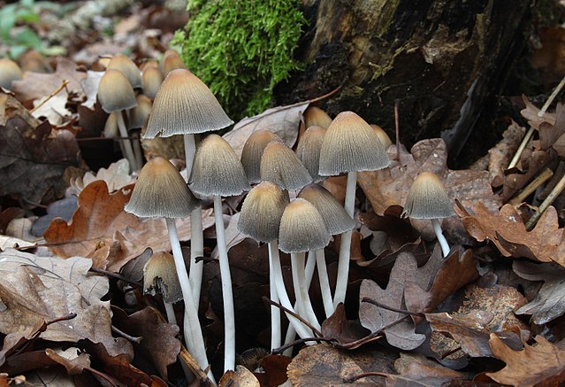 Glistening Inkcap (Coprinellus Micaceus) Identification