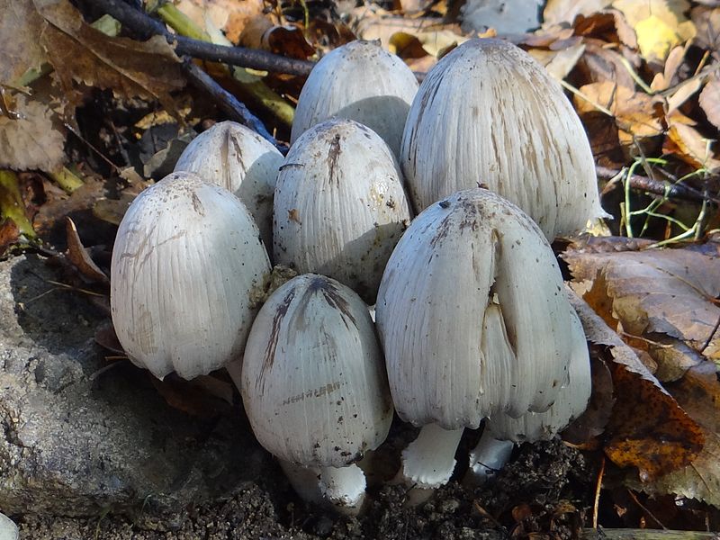Common Inkcap (Coprinopsis Atramentaria) Identification