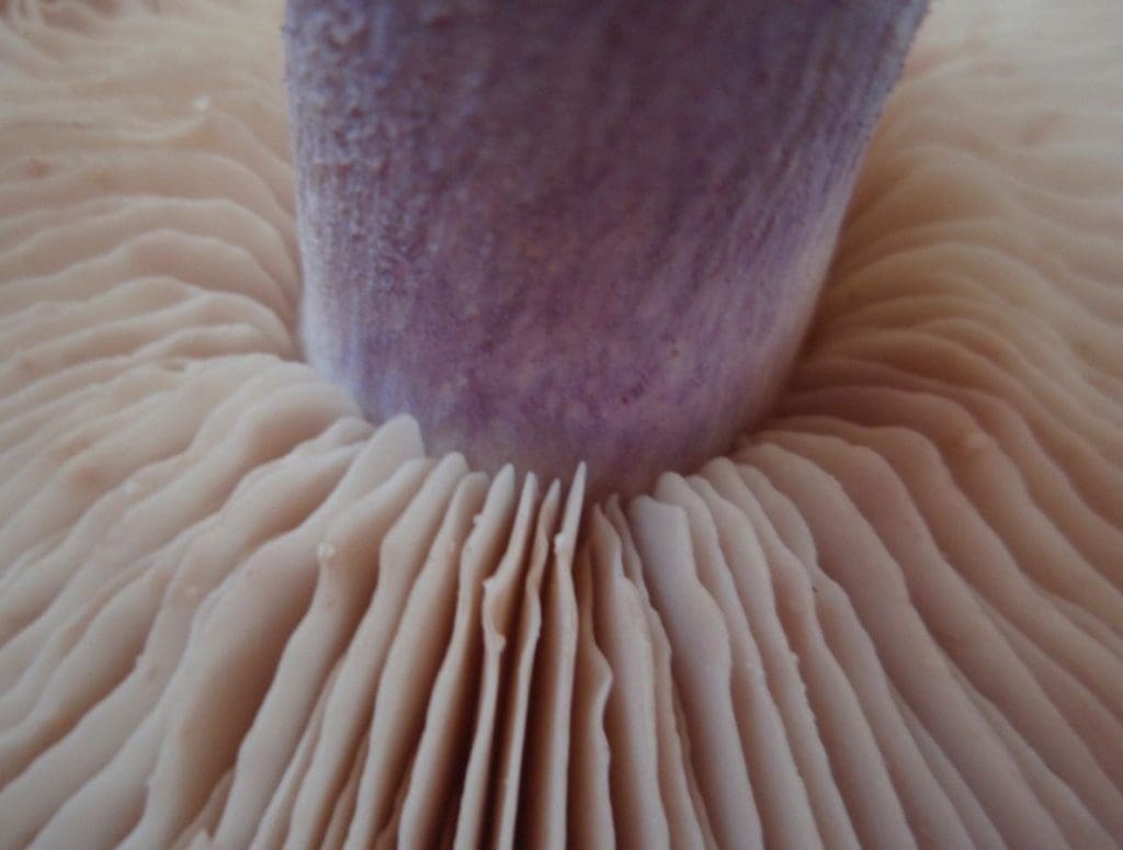 Field Blewit (Lepista saeva) Identification