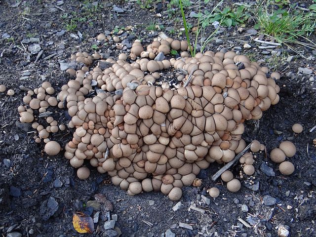 Identifying Puffball Mushrooms