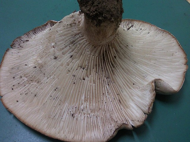 Fools Funnel (Clitocybe Rivulosa) Identification