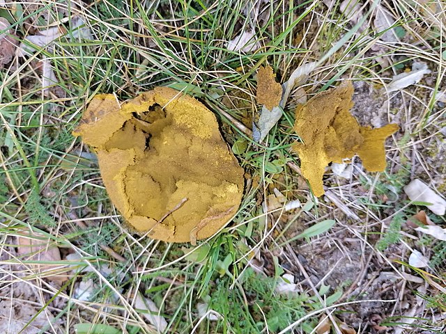 Mosaic Puffball (Lycoperdon Utriforme) Identification