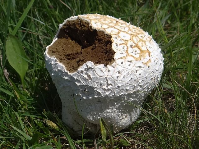 Mosaic Puffball (Lycoperdon Utriforme) Identification