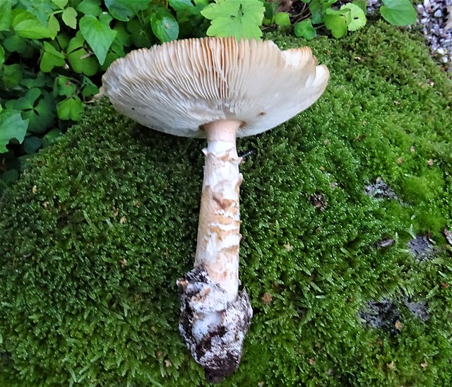 Orange Grisette (Amanita Crocea) Identification
