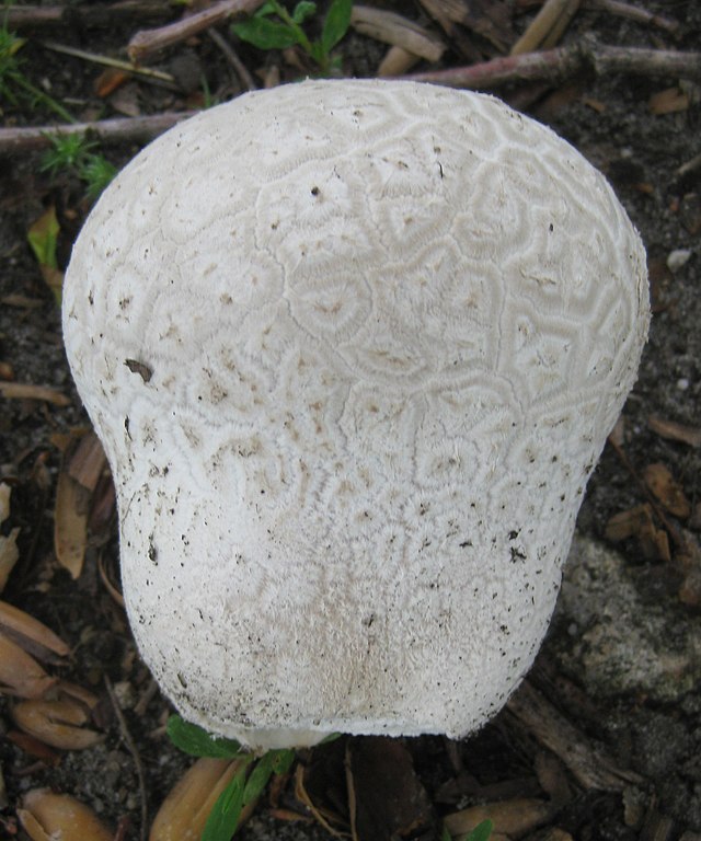 Mosaic Puffball (Lycoperdon Utriforme) Identification