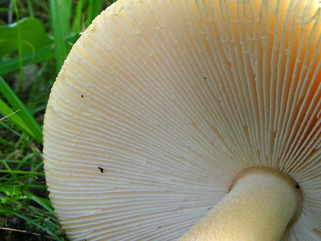 Orange Grisette (Amanita Crocea) Identification