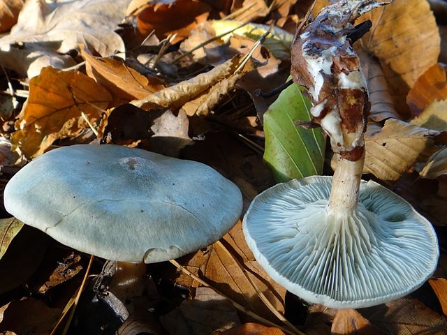 Aniseed Funnel (Clitocybe Odora) Identification