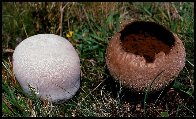 Mosaic Puffball (Lycoperdon Utriforme) Identification
