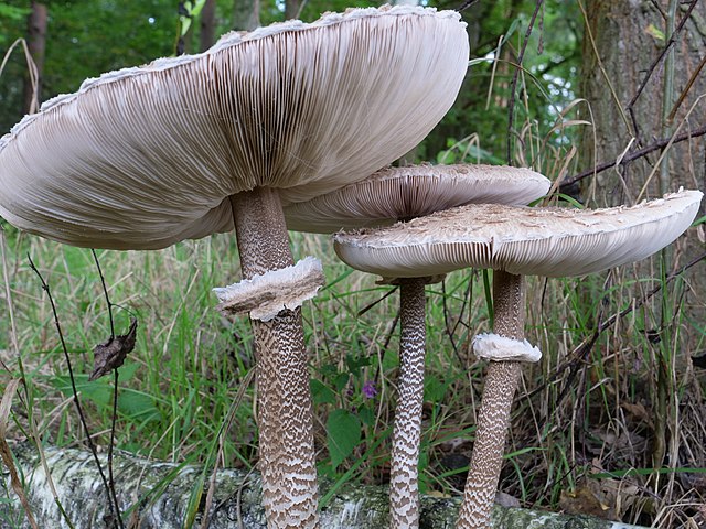 Parasol Mushroom (Macrolepiota Procera) Identification