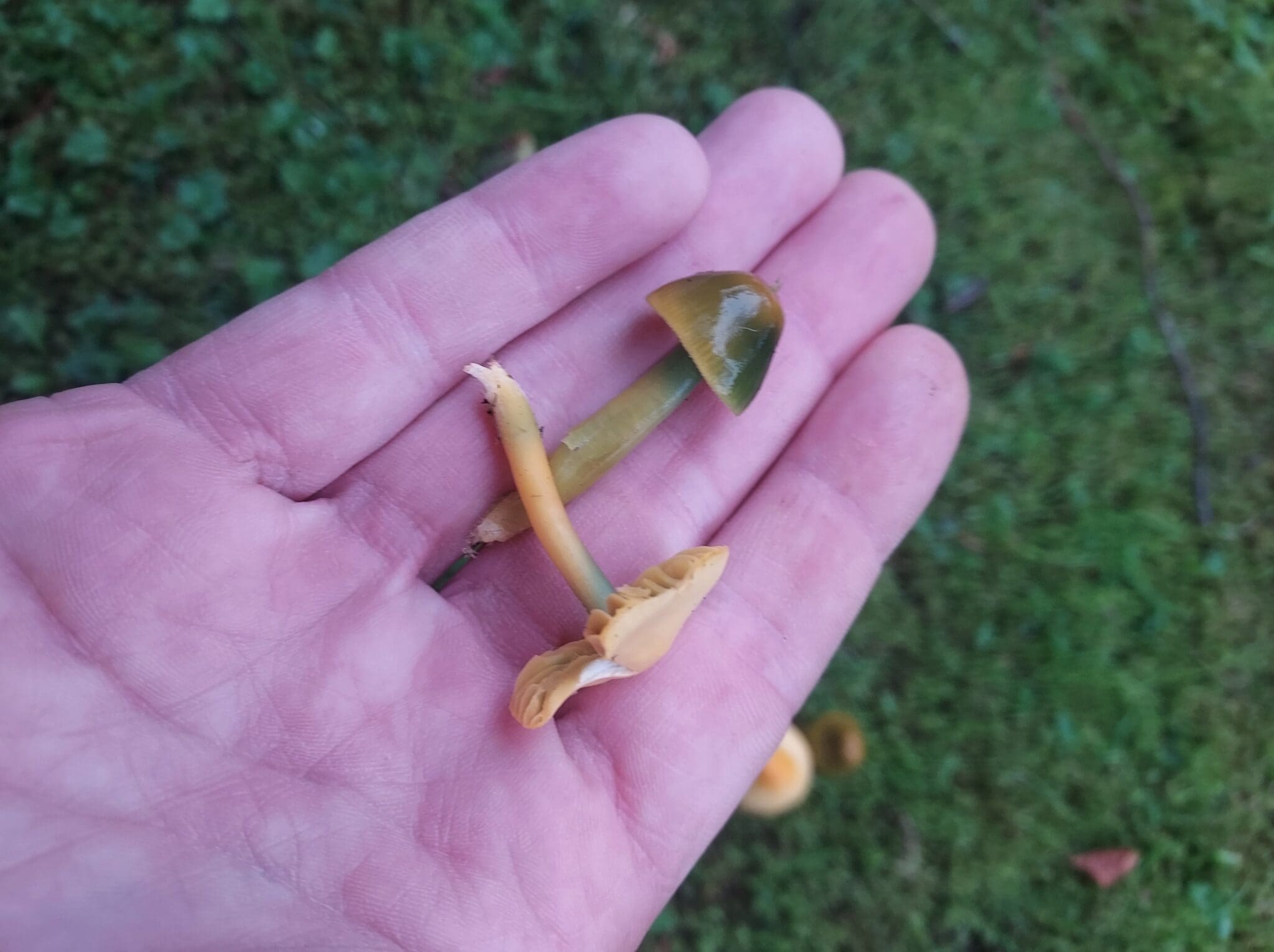 Parrot Waxcap (Hygrocybe / Gliophorus psittacinus) - Identification