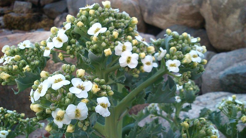 Sea Kale (Crambe maritima) Identification