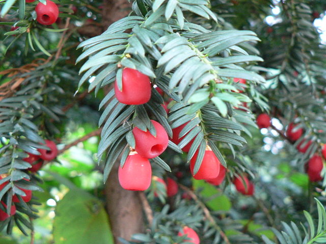 Yew Tree (Taxus Baccata) Identification