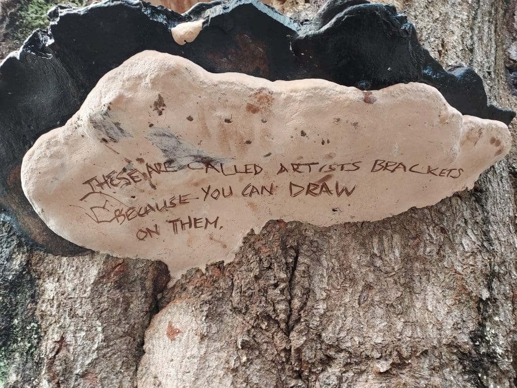 Artist Bracket (Ganoderma Applanatum) Identification