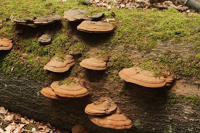 Artist Bracket (Ganoderma Applanatum) Identification