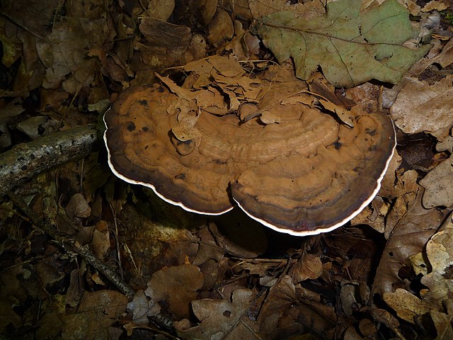 Artist Bracket (Ganoderma Applanatum) Identification