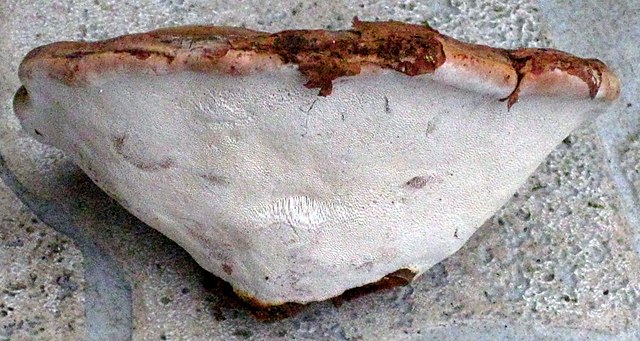 Artist Bracket (Ganoderma Applanatum) Identification