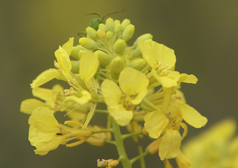 Wild Mustard (Brassica and Sinapis species) Identification Guide