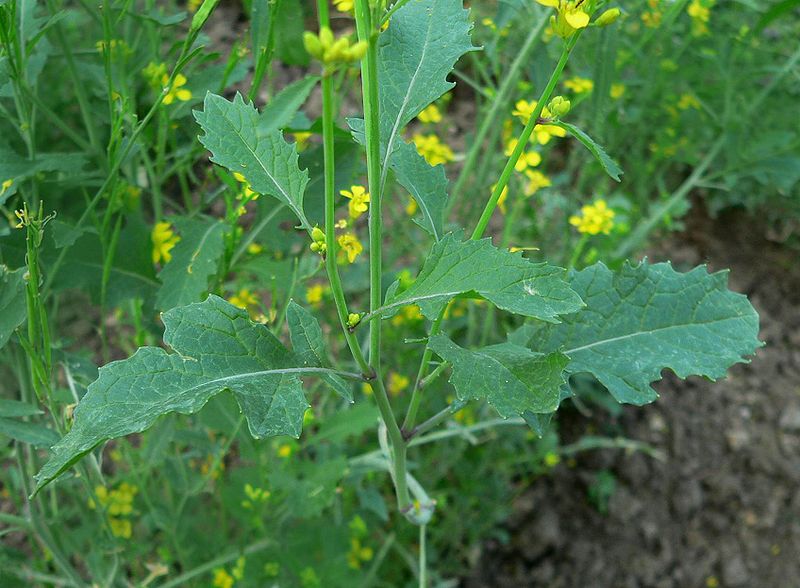 Wild Mustard (Brassica and Sinapis species) Identification Guide