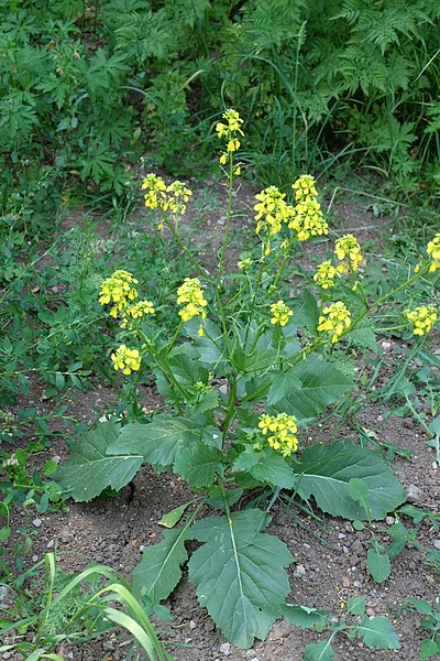 Wild Mustard (Brassica and Sinapis species) Identification Guide