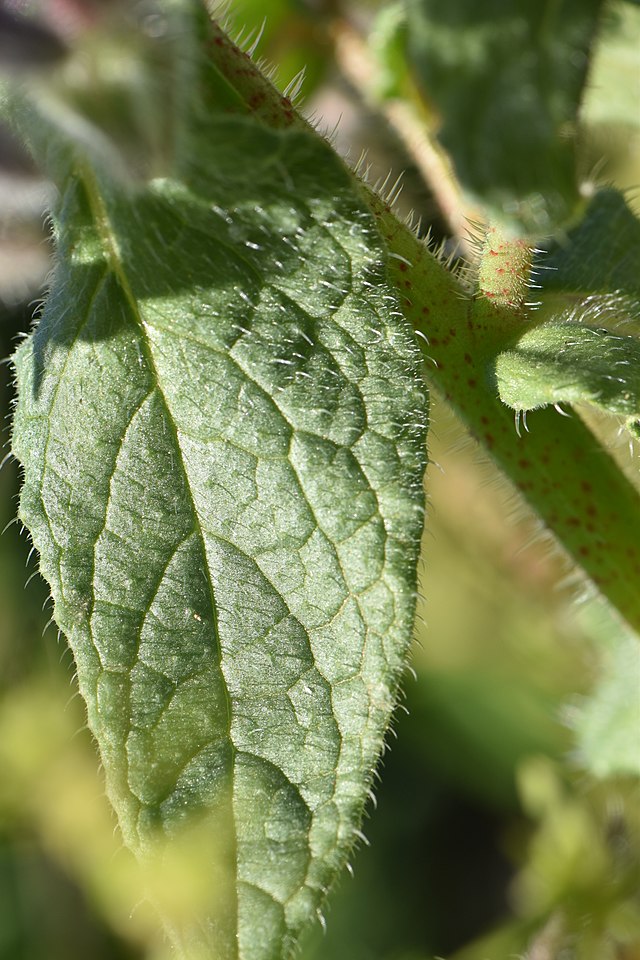 Borage (Borago Officinalis) Identification