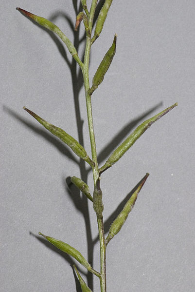 Charlock Mustard (Sinapis arvensis) Identification