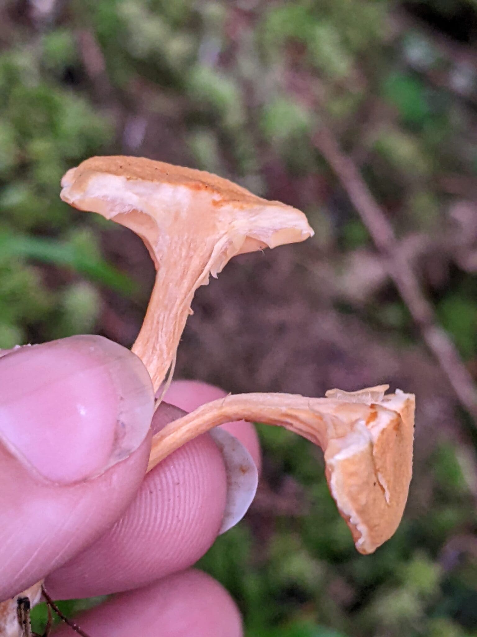 Chanterelles or False Chanterelles?