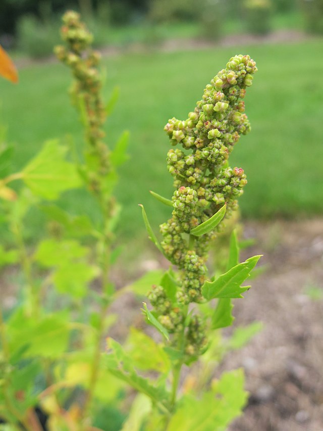 Fat Hen (Chenopodium Album) Identification