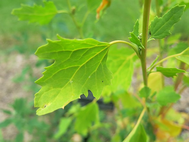 Fat Hen (Chenopodium Album) Identification