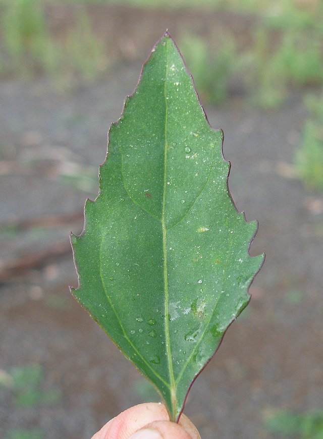 Fat Hen (Chenopodium Album) Identification