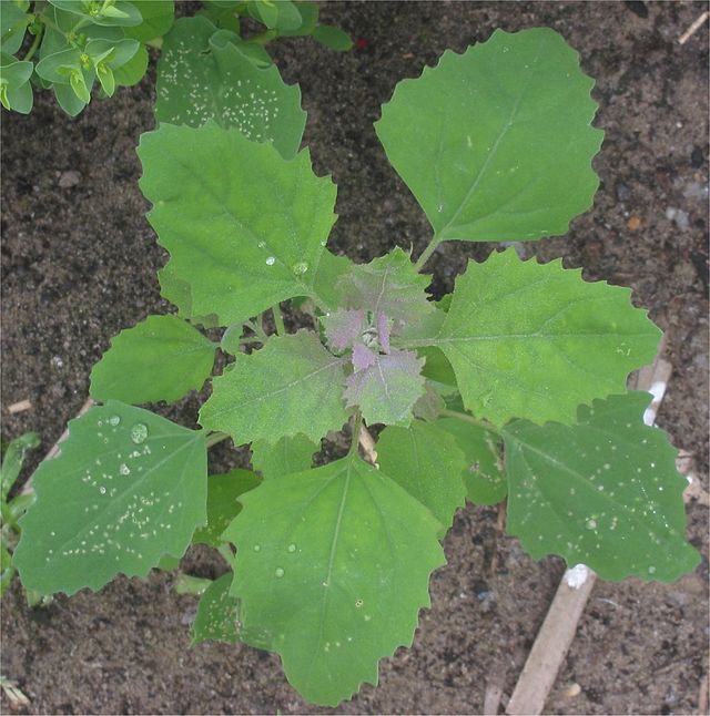 Fat Hen (Chenopodium Album) Identification