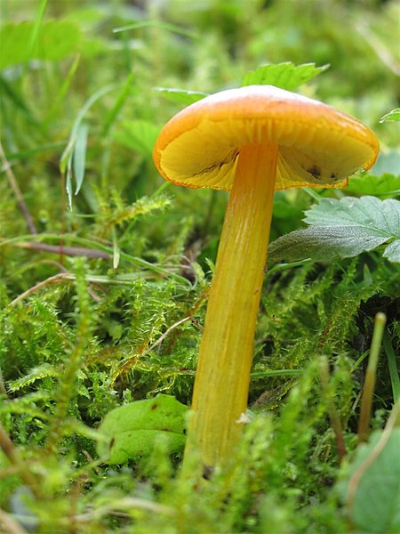 Golden waxcap (Hygrocybe chlorophana) - Identification