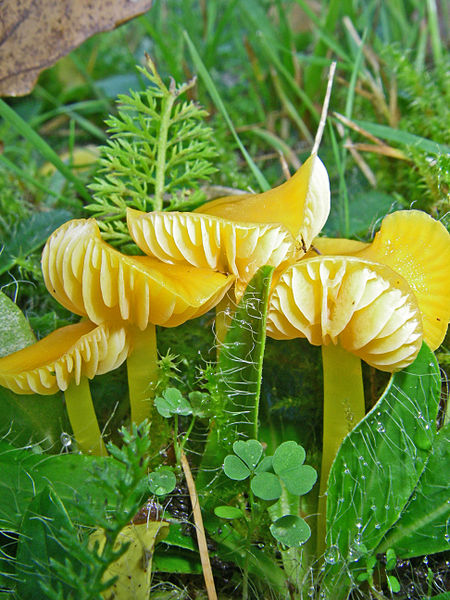 Golden waxcap (Hygrocybe chlorophana) - Identification