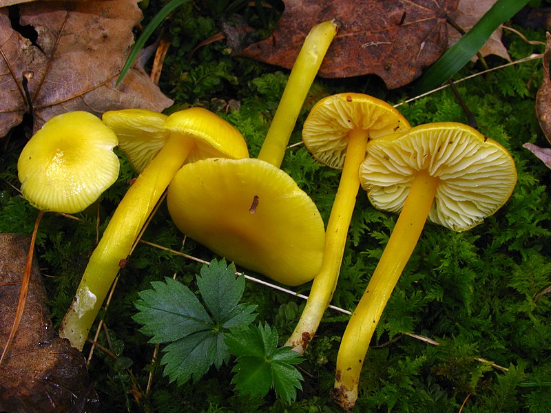 Golden waxcap (Hygrocybe chlorophana) - Identification
