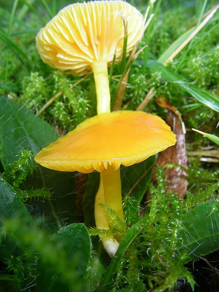 Golden waxcap (Hygrocybe chlorophana) - Identification