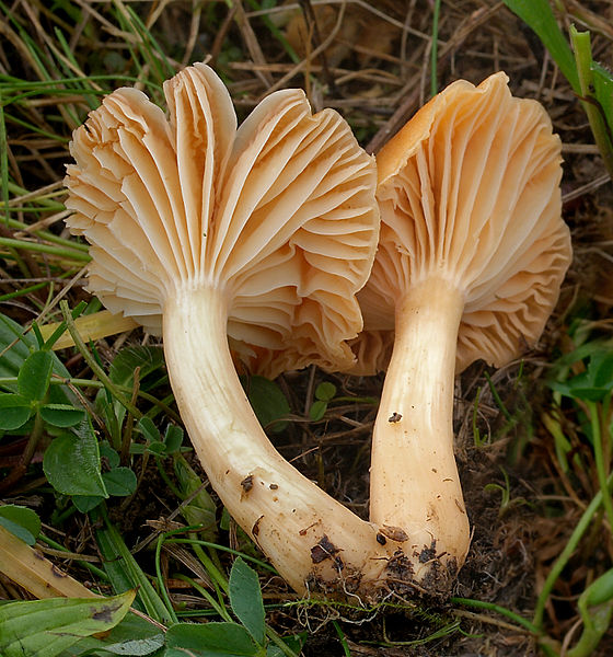 Meadow Waxcap (Hygrocybe Pratensis)