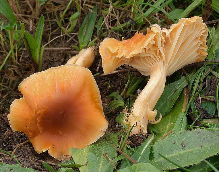 Meadow Waxcap (Hygrocybe Pratensis)